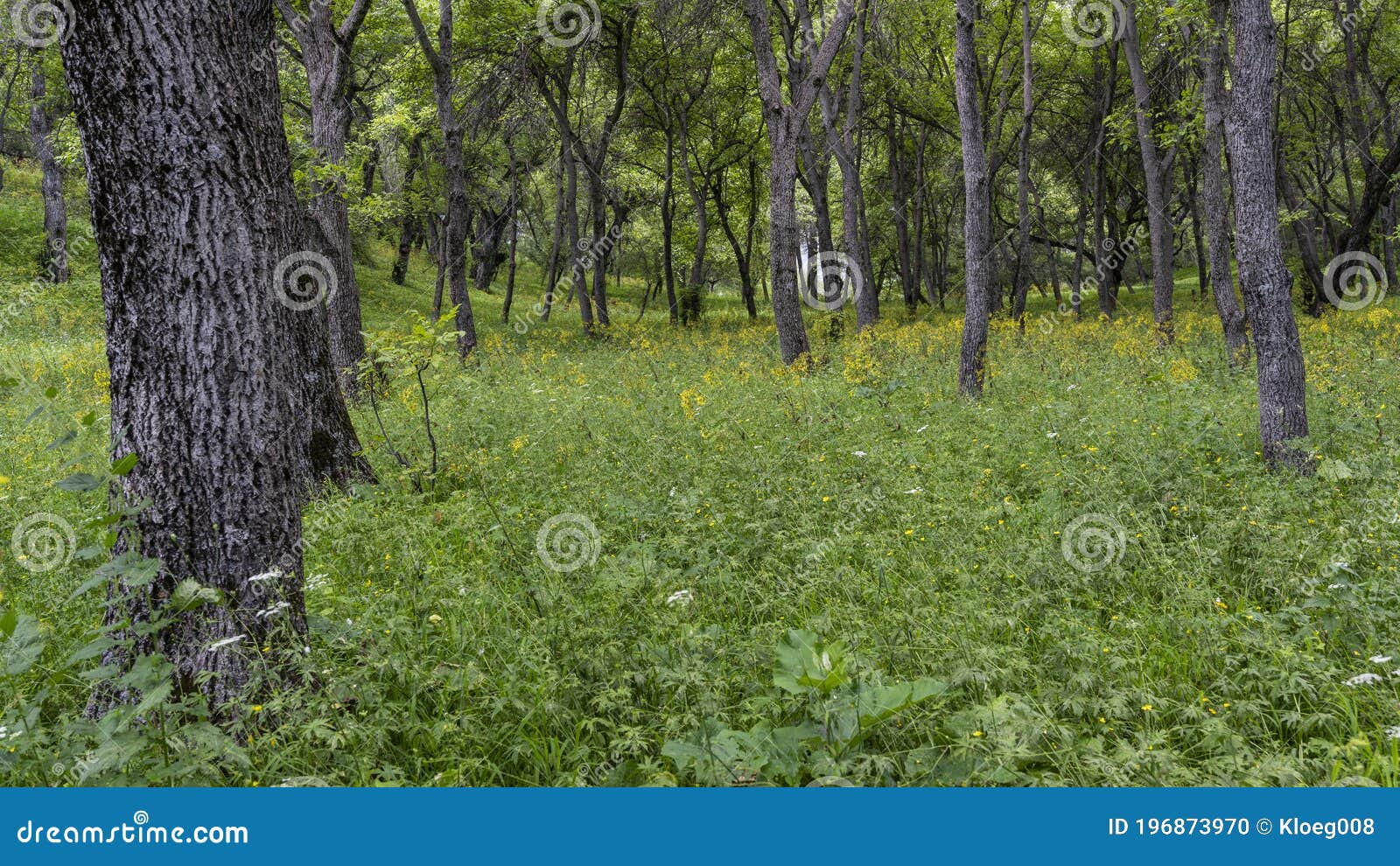 Walnut Forest Kyrgyzstan stock photo. Image of road - 196873970