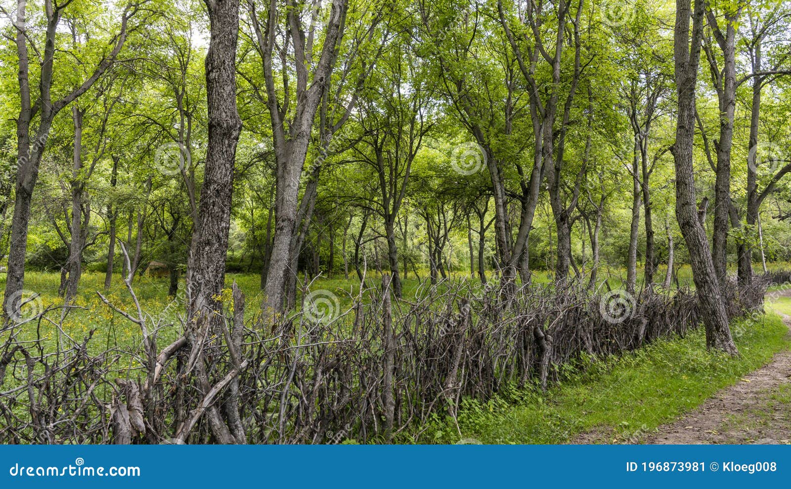 Walnut Forest Path Kyrgyzstan Stock Image - Image of season, green ...