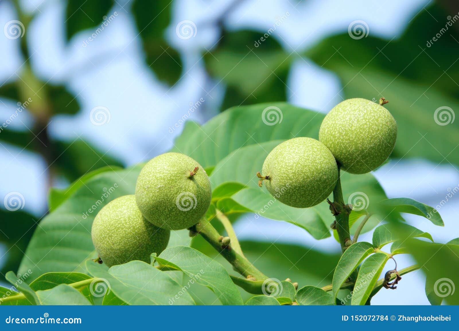 Walnut fruit stock photo. Image of juglans, seed, fruits - 152072784