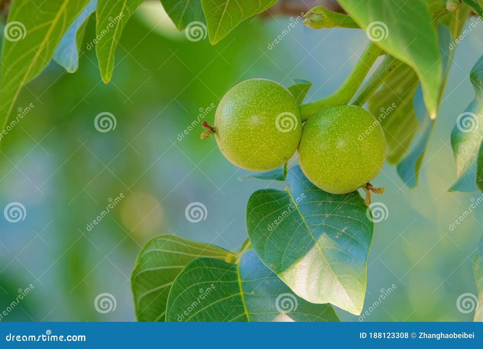 Walnut fruit stock photo. Image of walnuts, nuts, fruitage - 188123308