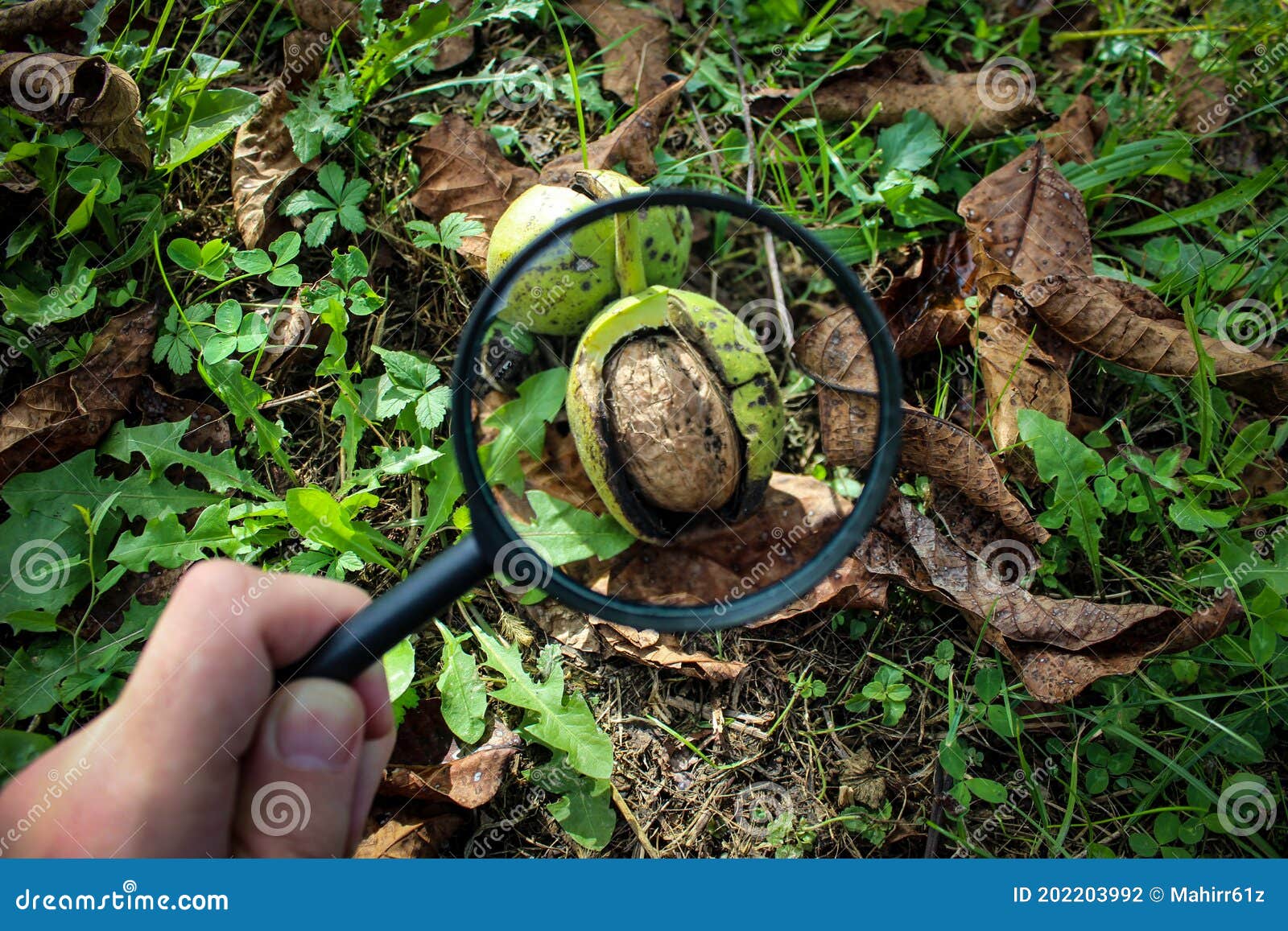 Walnut Fruit Inside the Cracked Green Shell of the Walnut on the Ground ...