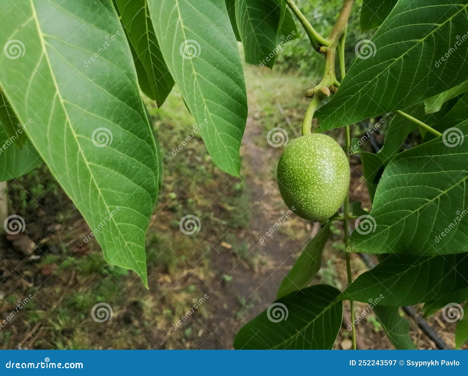 Walnut Fruit on a Tree. Green Walnut on a Tree. Large Tropical Walnut ...