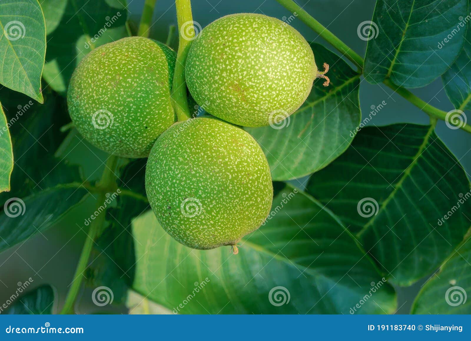 Walnut fruits stock photo. Image of branch, walnut, fruits - 191183740