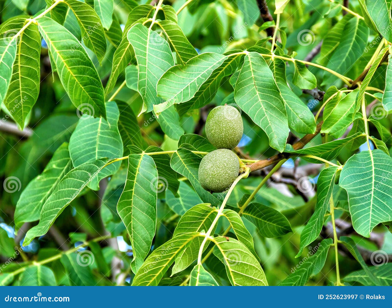 Walnut fruits stock image. Image of harvest, grow, season - 252623997