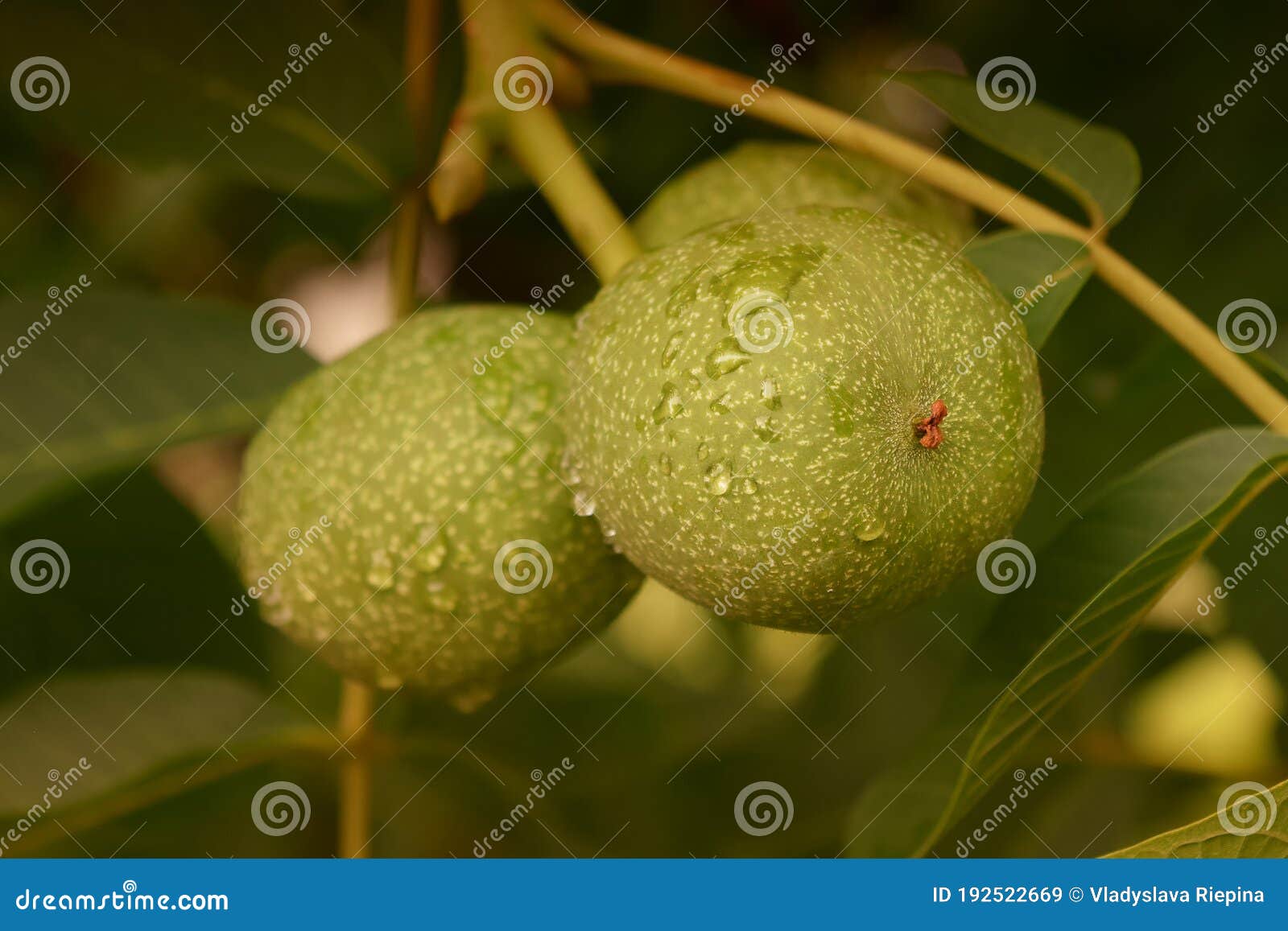 Walnut in the Garden, Walnut Macro Shot of the Water Droplets Stock ...