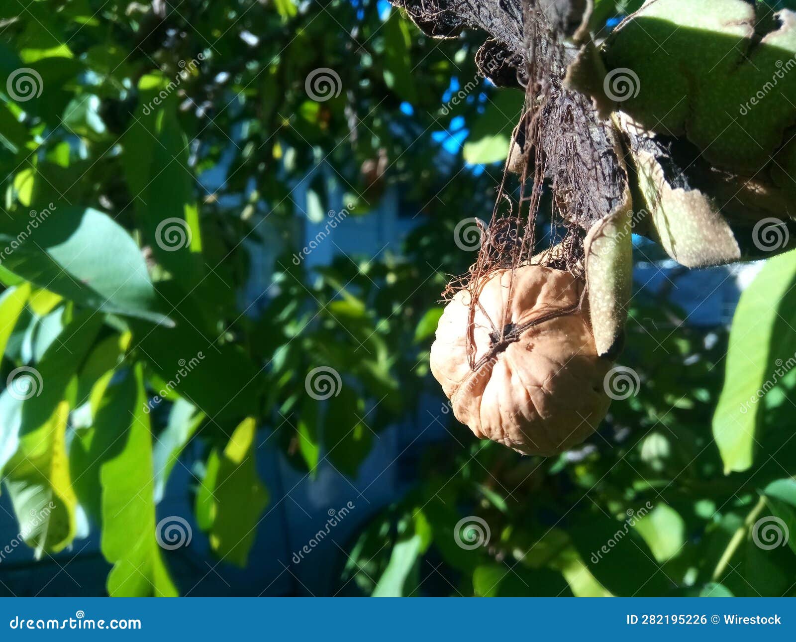 Walnut Getting Ready To Fall in a Lush Green Environment Stock Photo ...