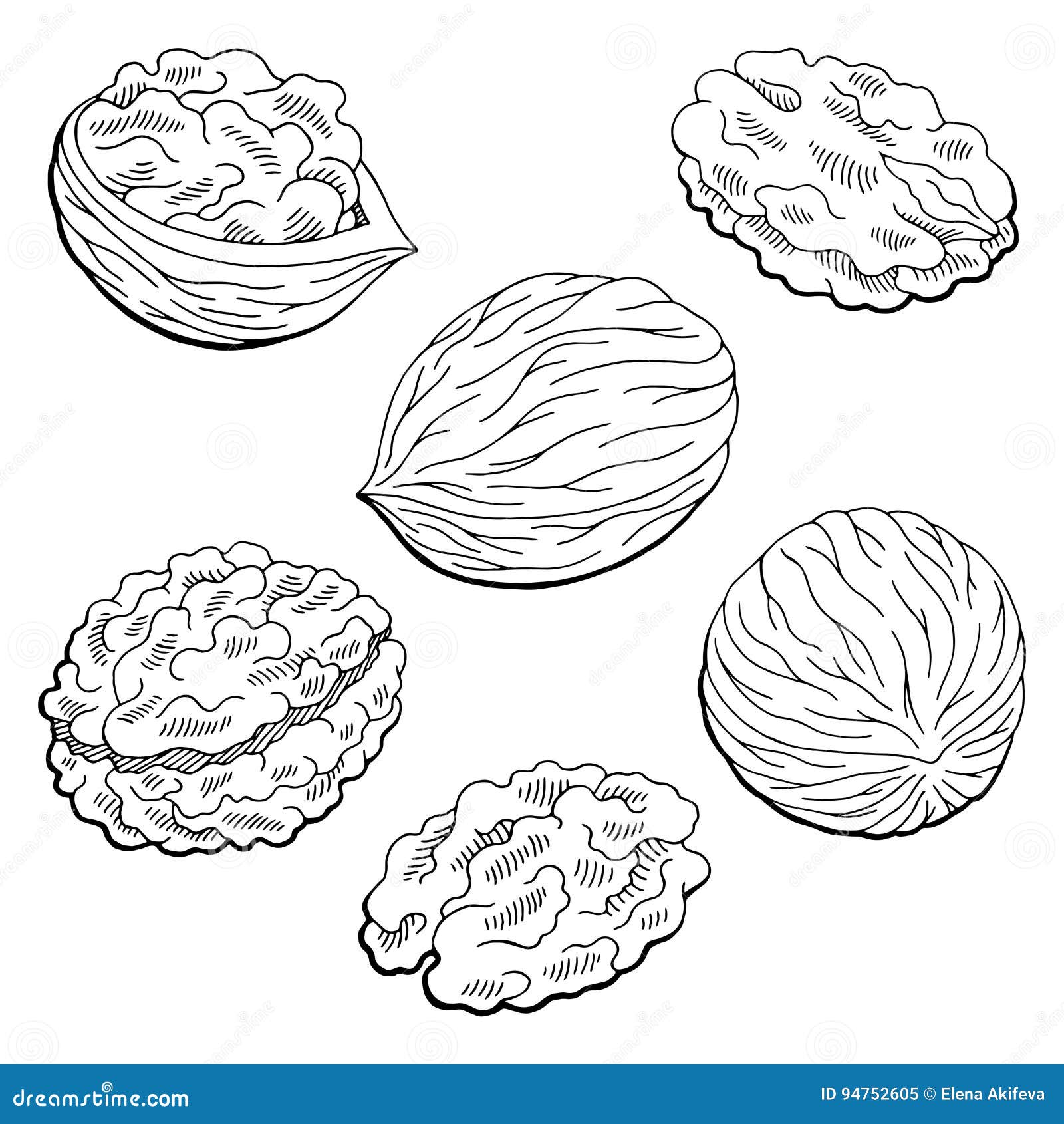 Walnut. Black Silhouette On White Background. Wallpaper, Texture Vector ...