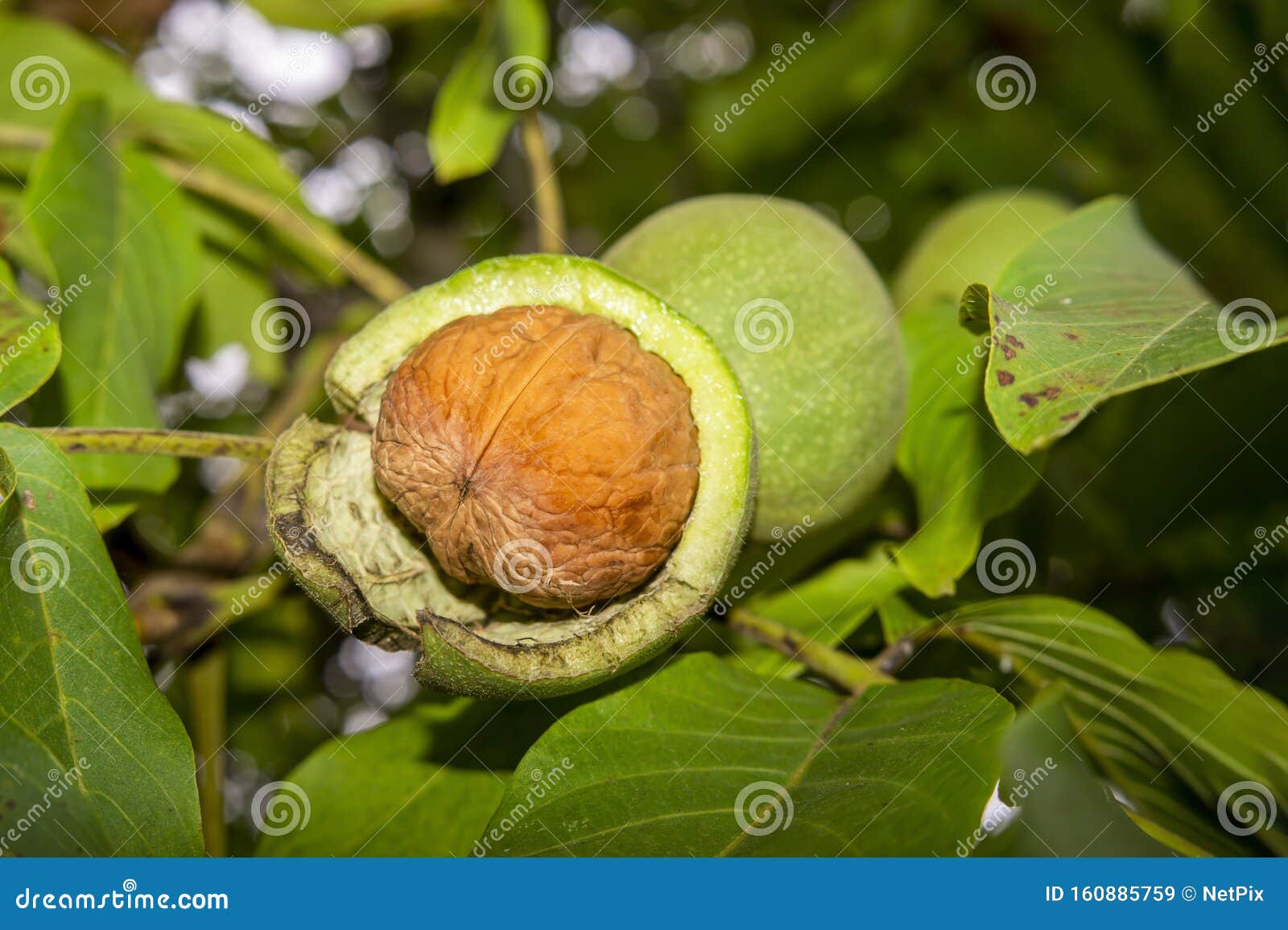 Walnut in Green Husk on a Tree Stock Image - Image of diet, grow: 160885759