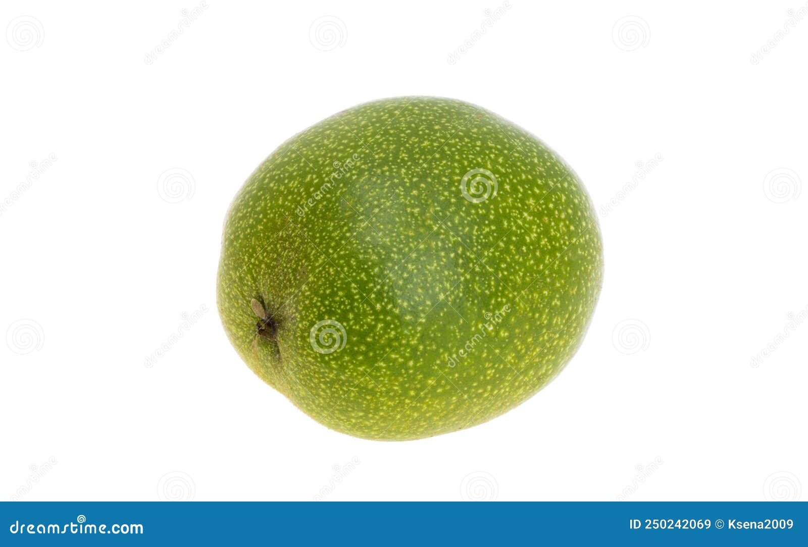 Walnut green nut isolated stock image. Image of group - 250242069