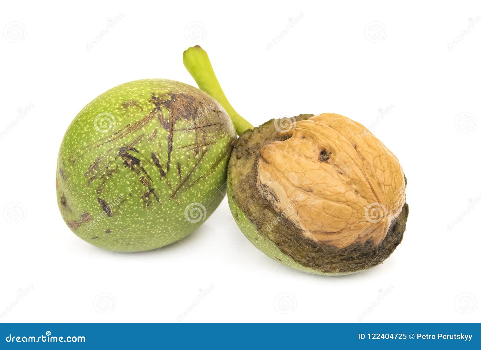 Walnut in green peel stock image. Image of seed, walnut - 122404725