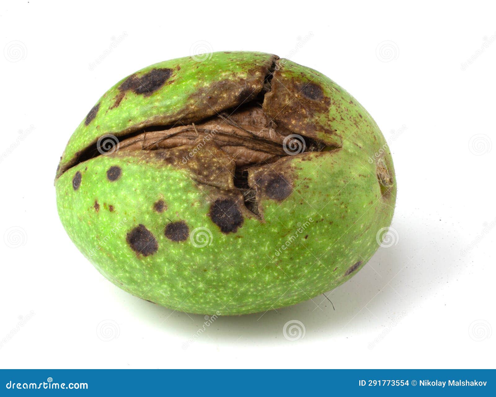 A Walnut in a Green Shell that Has Cracked on a White Background. Stock ...