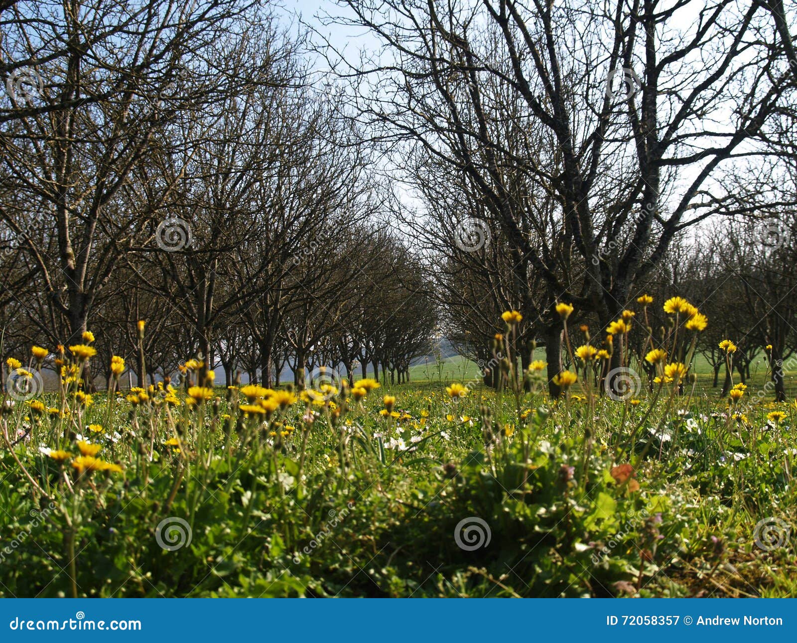 Walnut grove stock image. Image of food, grove, industry - 72058357
