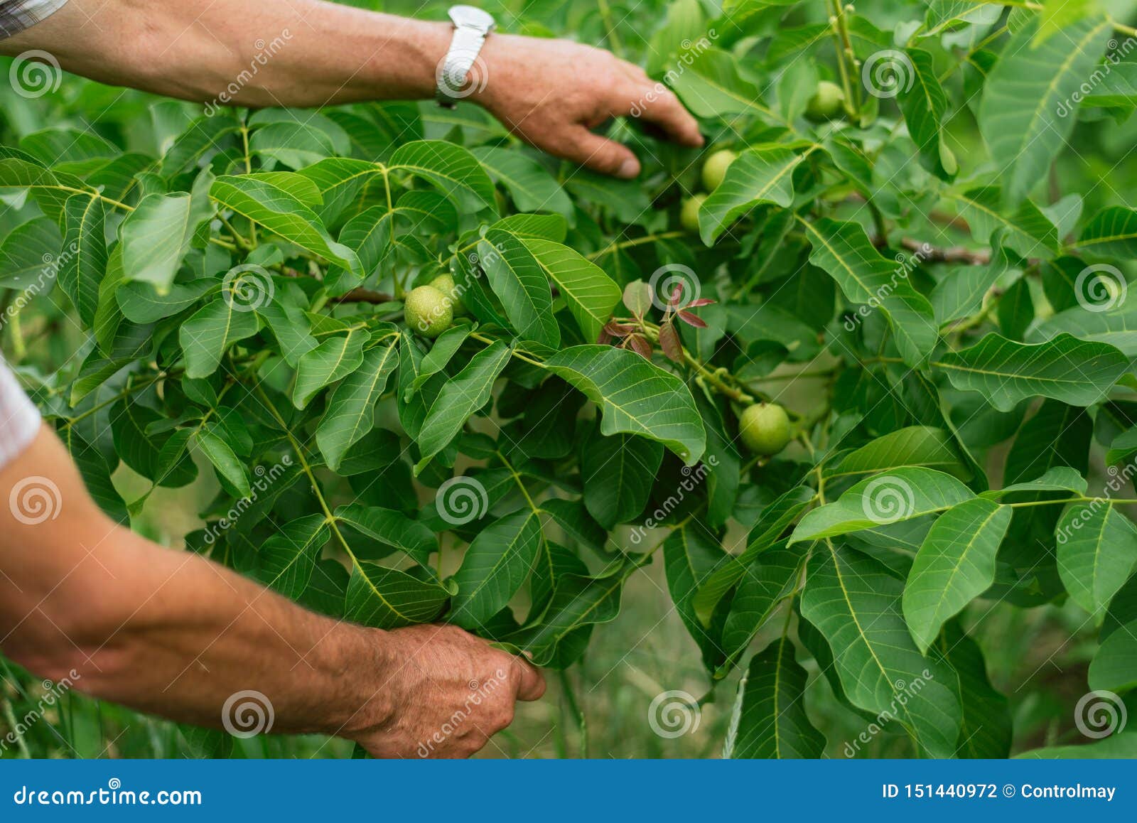 Walnut Grows on a Tree. Man Grows Nuts in the Garden Stock Photo ...