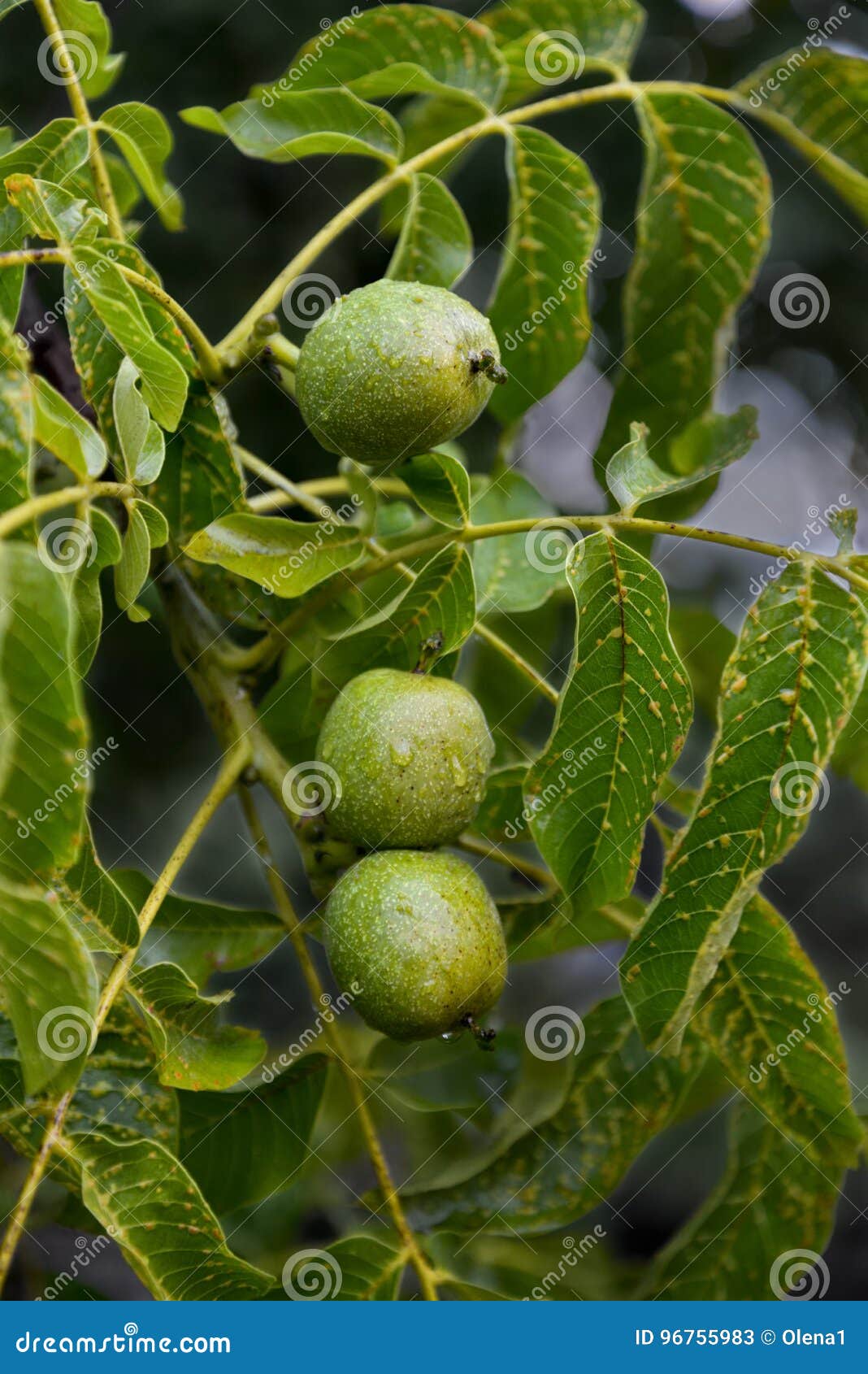 Walnut in growth stock image. Image of food, walnut, rain - 96755983