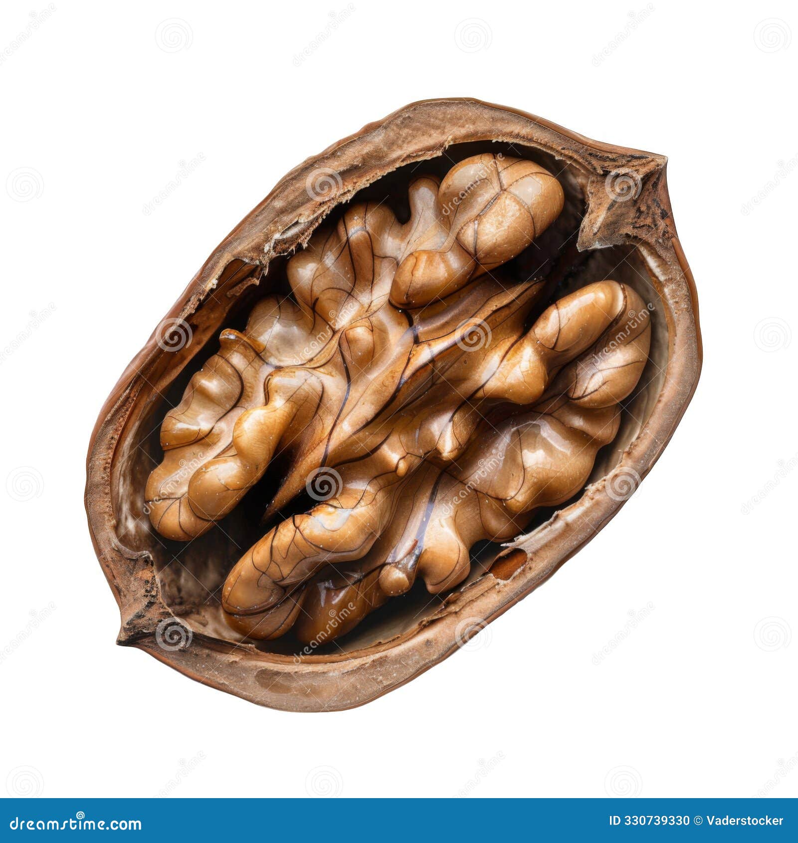 A Walnut Half with Its Shell Open Stock Illustration - Illustration of ...