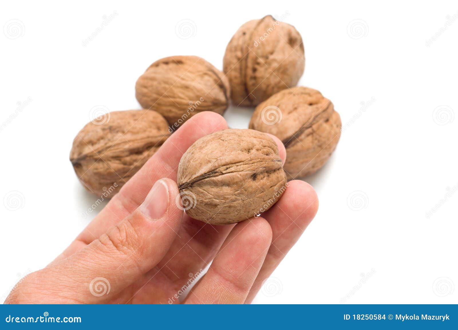 Walnut in hand stock photo. Image of natural, healthy - 18250584