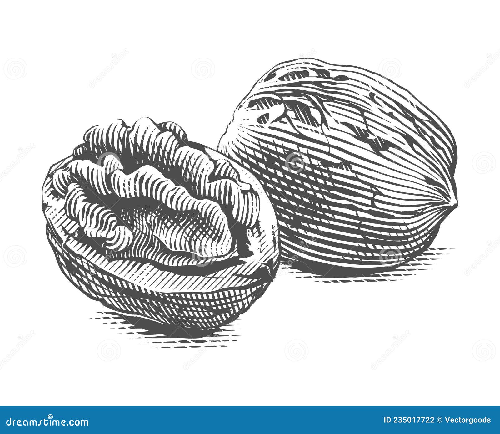 Walnut Hand Drawing Sketch Engraving Illustration Style Stock Vector ...