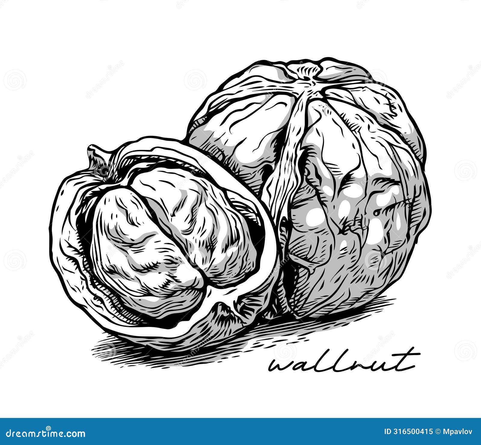 Walnut Hand Drawn Black and White Vector Stock Illustration ...