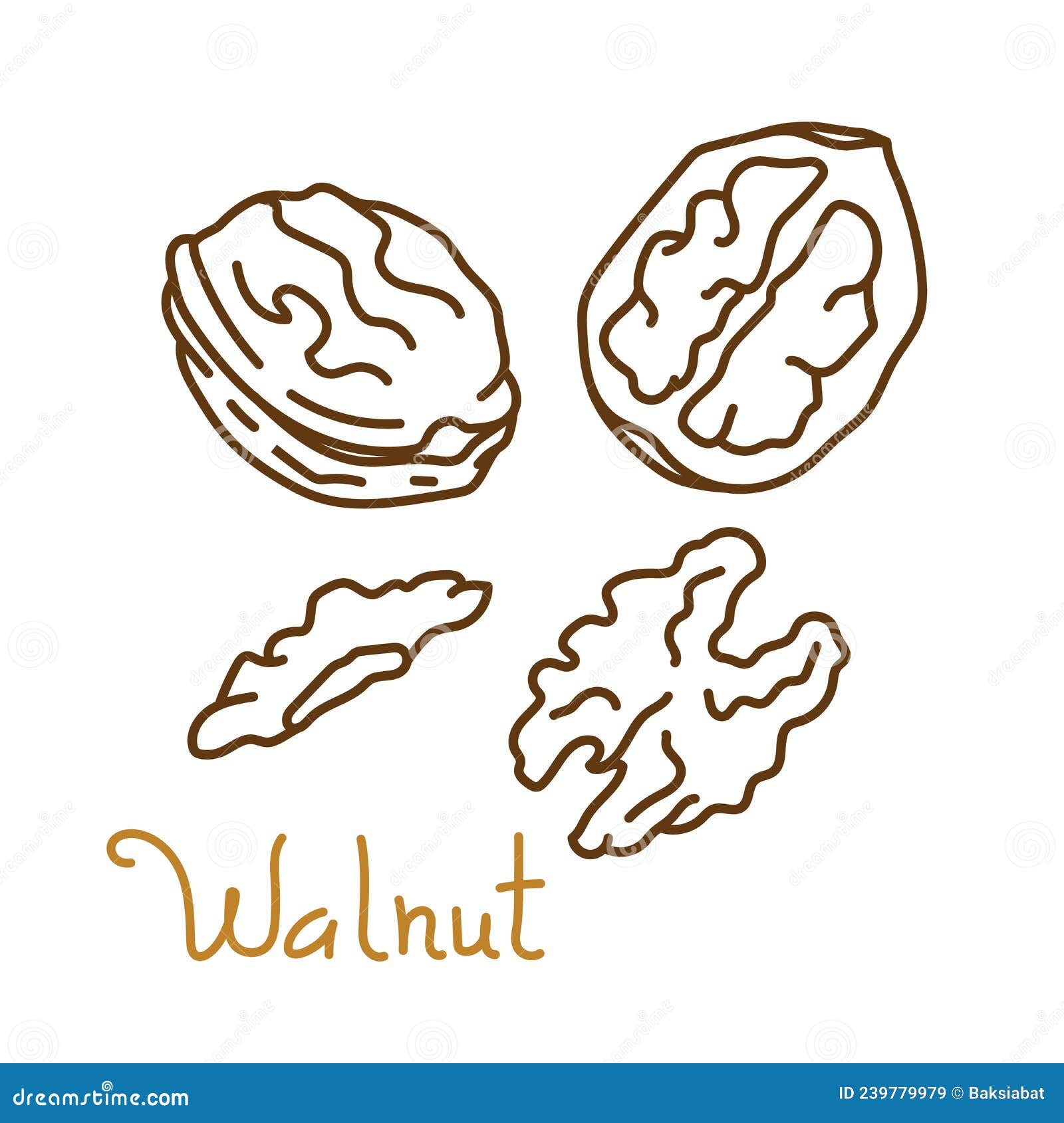 Walnut Hand Drawn Graphics Element for Packaging Design of Nuts and ...