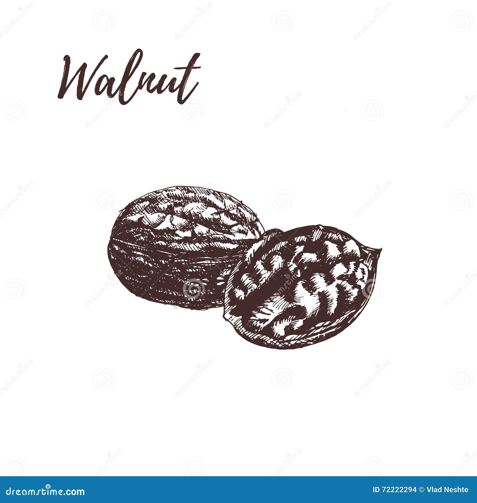 Walnut Hand Drawing Sketch Engraving Watercolor Illustration Style ...