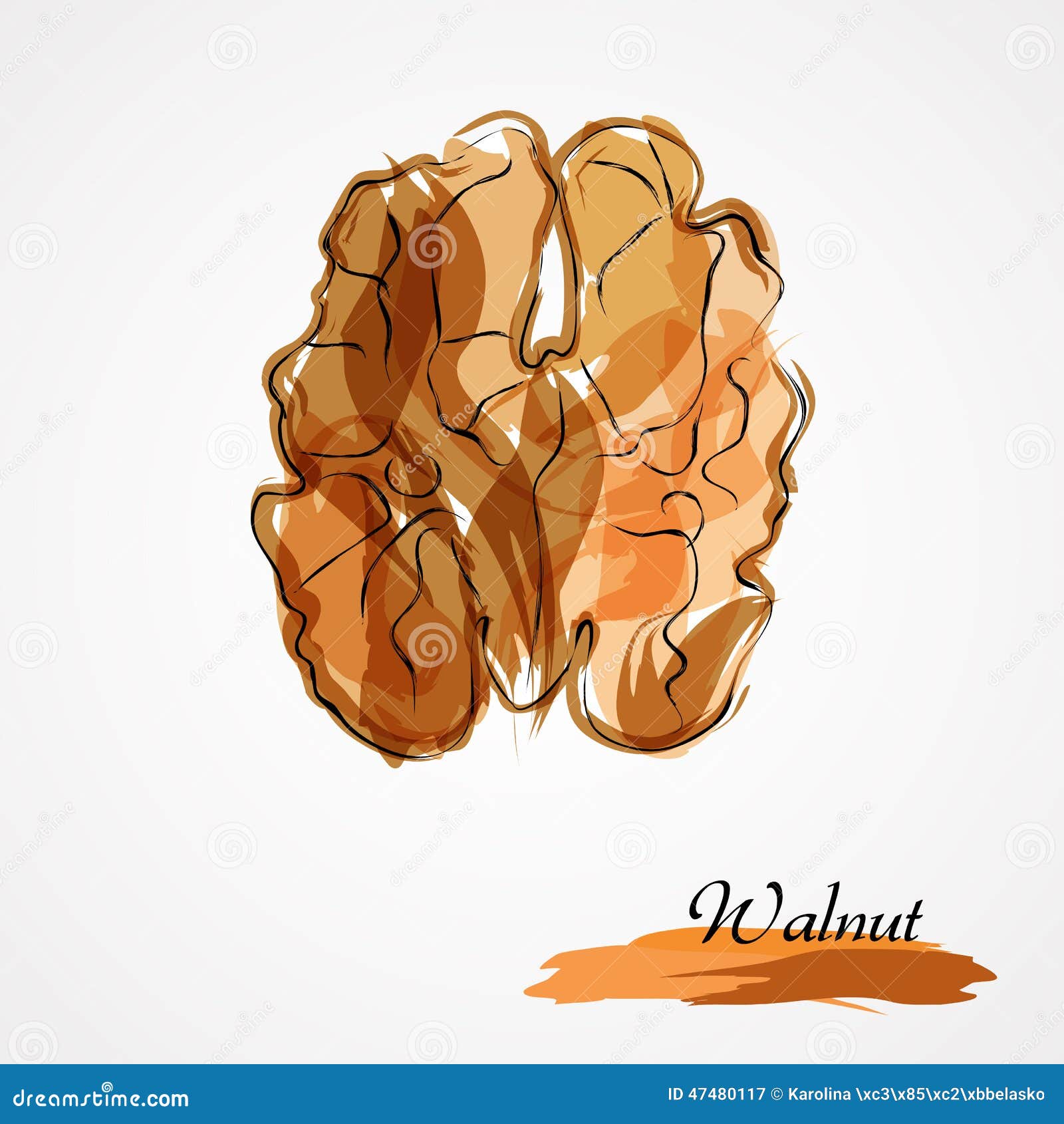 Ripe Walnut, Nut, Walnuts Fruits Green Tree Branch With Leaves Isolated ...