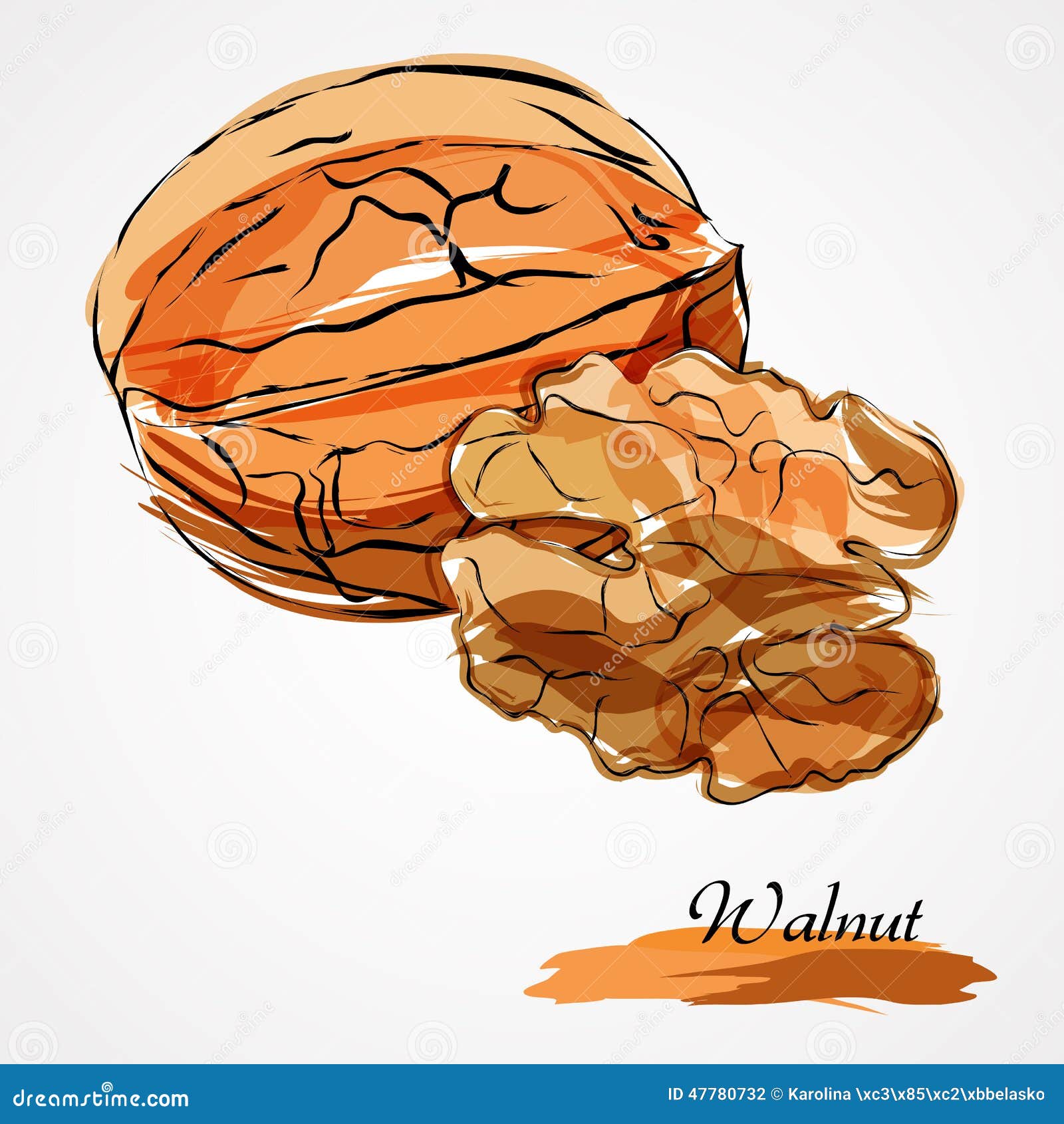 Walnut stock vector. Illustration of macro, detail, food - 47780732