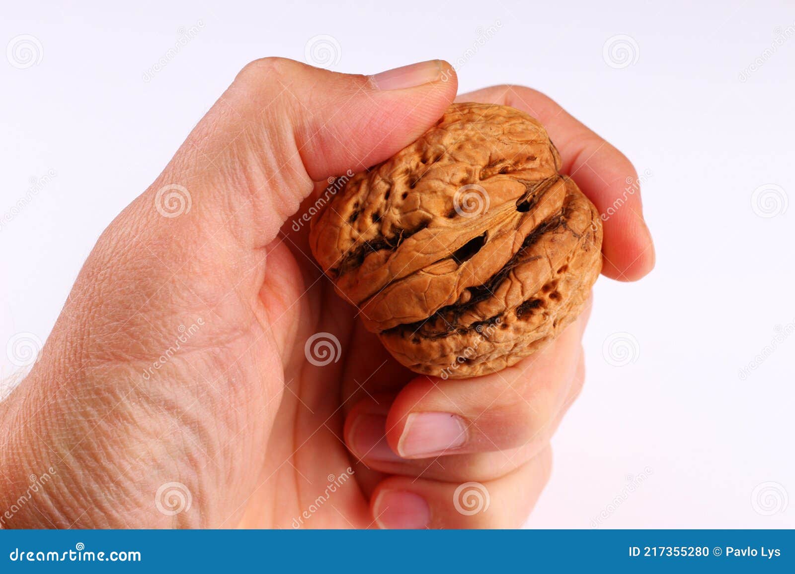 Walnut in Hand on a White Background Stock Photo - Image of closeup ...