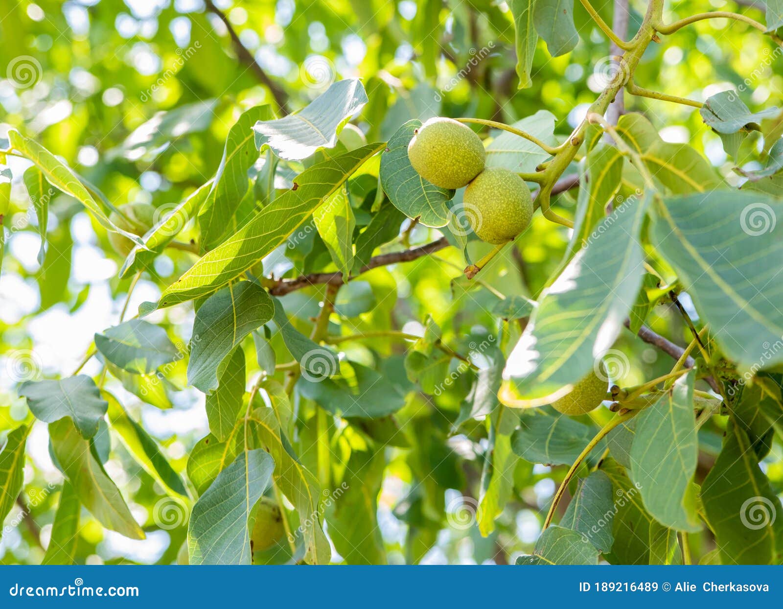 A Walnut is Hanging on a Branch. Green Walnut Tree Stock Image - Image ...