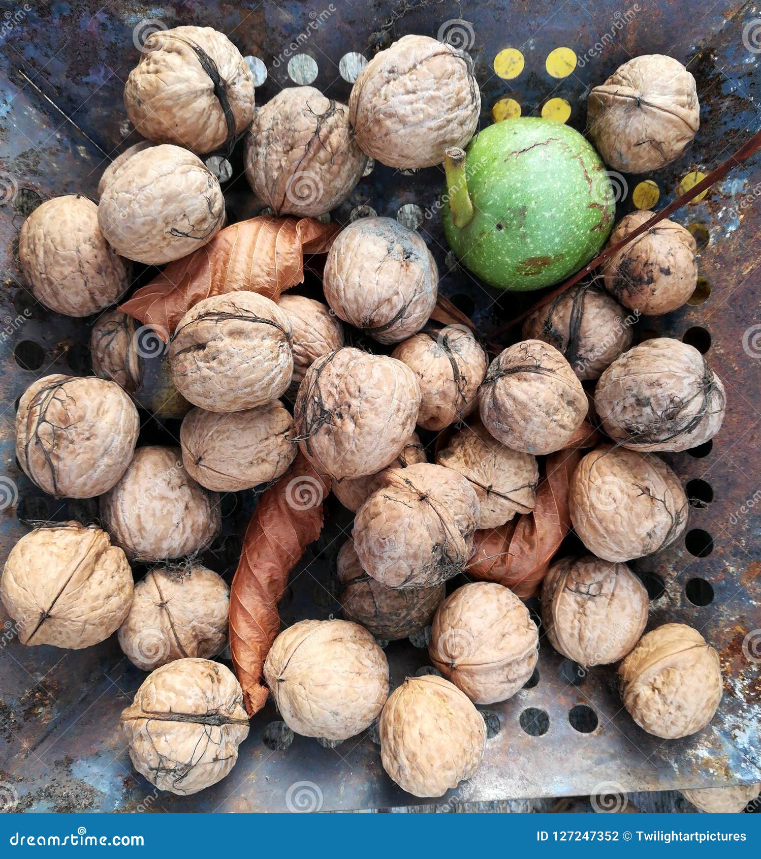 Walnut Harvest 2018, Good Quality and Taste Stock Photo - Image of ...