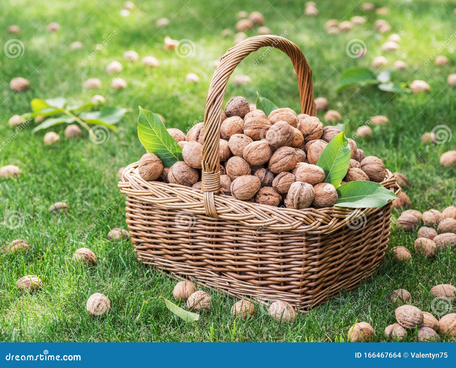 Walnut Harvest. Walnuts in the Basket on the Green Grass Stock Photo ...