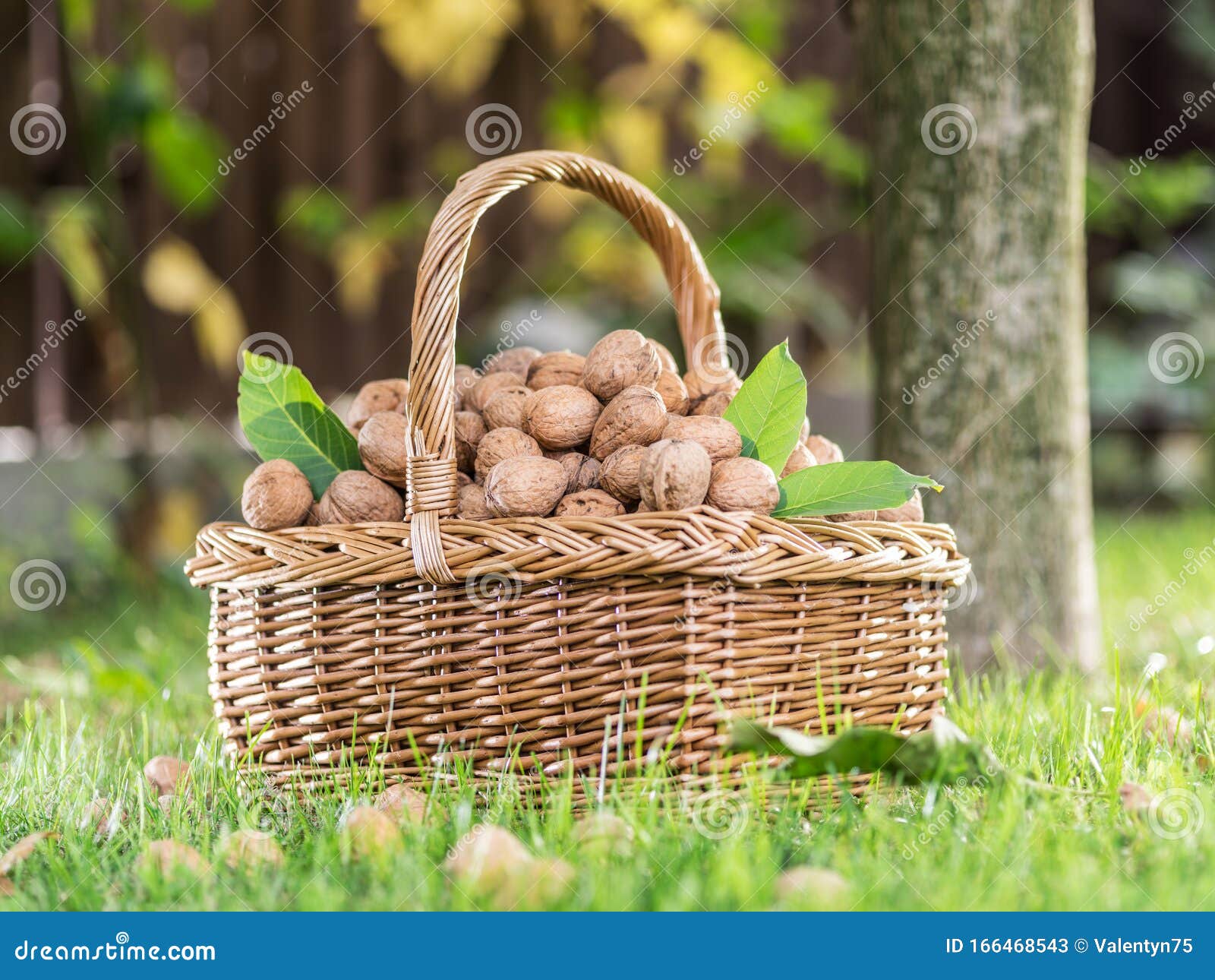 Walnut Harvest. Walnuts in the Basket on the Green Grass Stock Image ...
