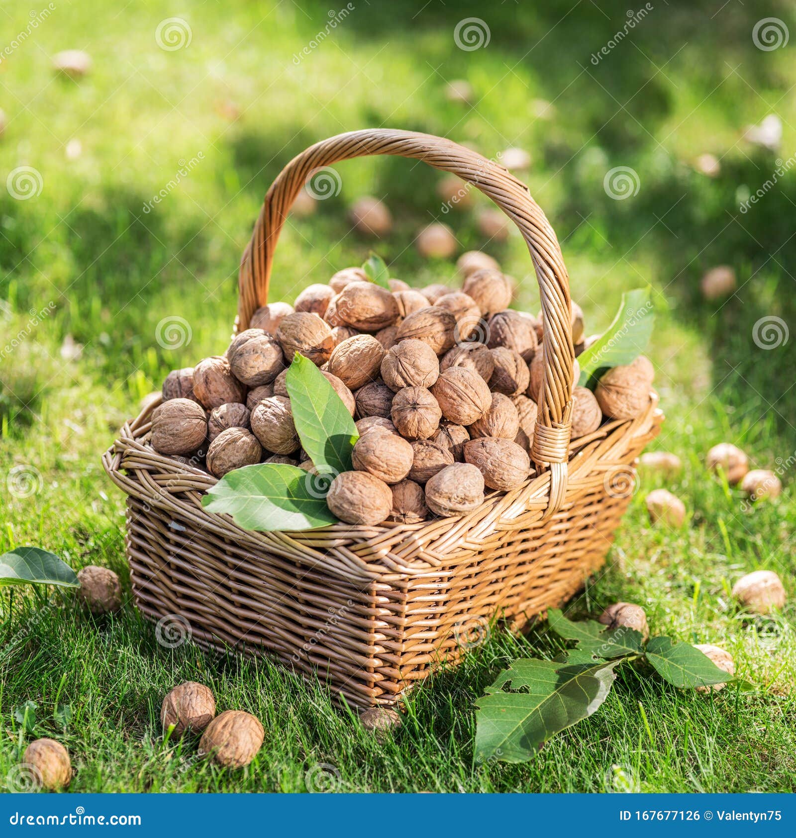 Walnut Harvest. Walnuts in the Basket on the Green Grass Stock Photo ...