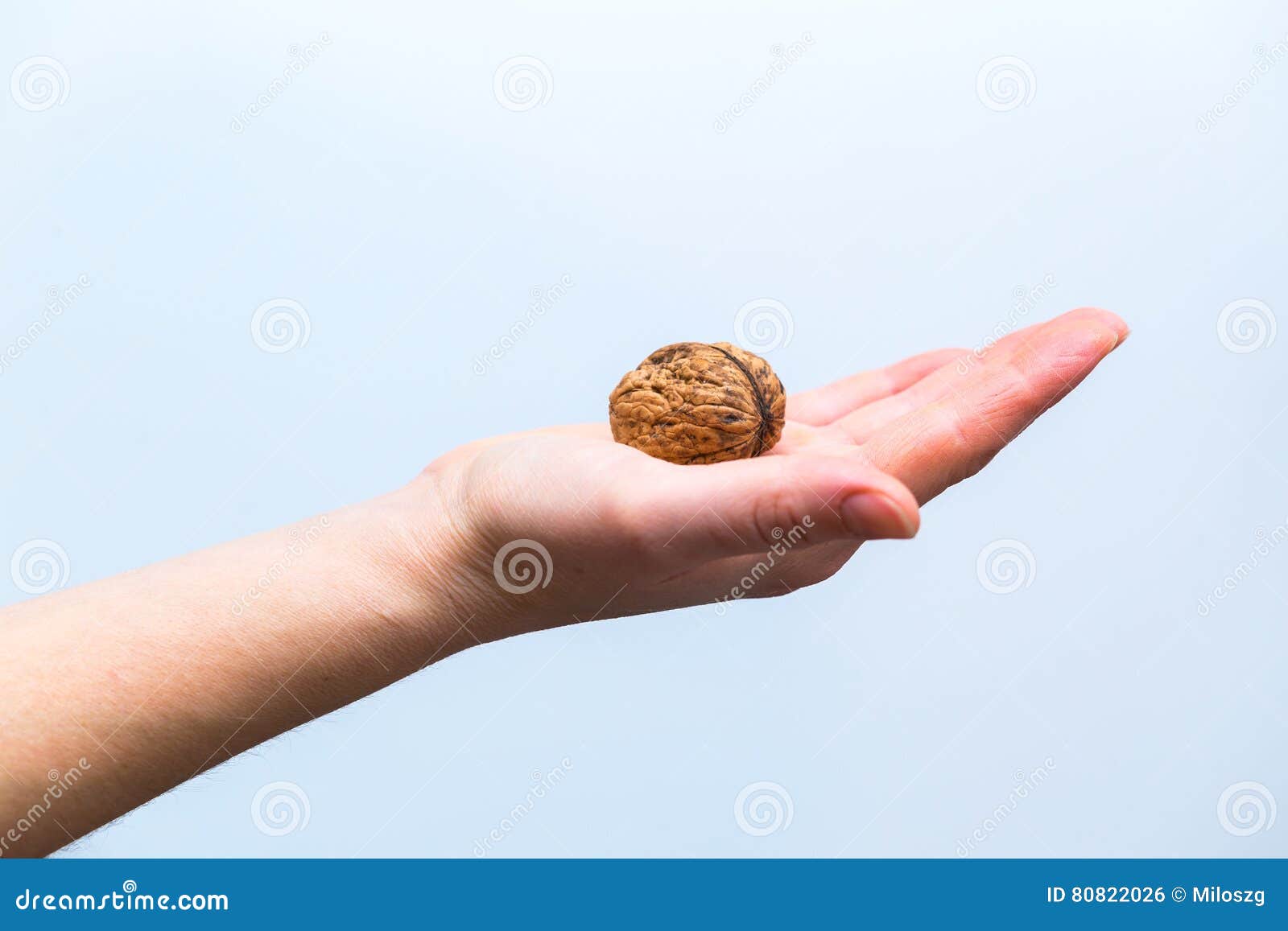 Walnut Holding by Woman Hands. Stock Photo - Image of nature ...