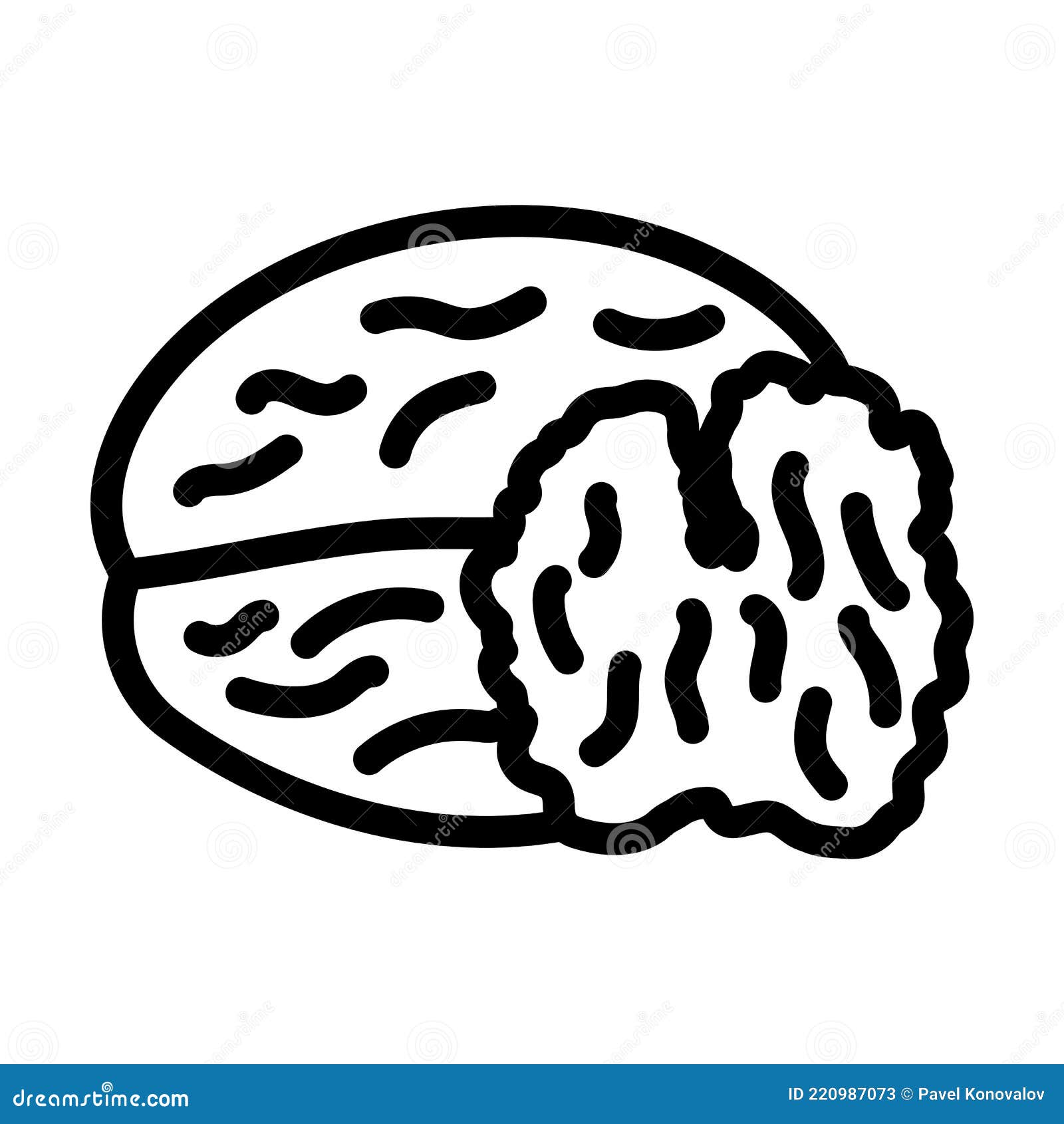 Walnut Icon stock vector. Illustration of graphic, isolated - 220987073