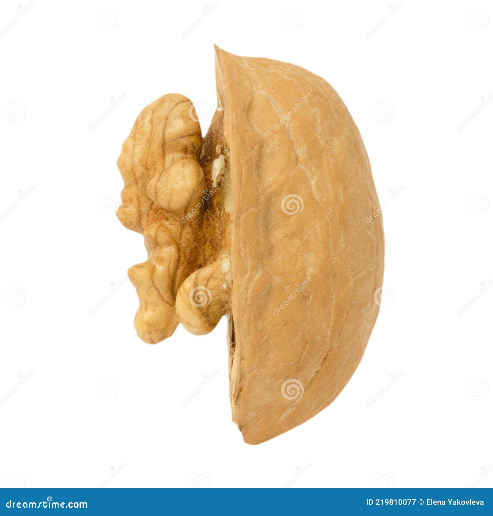 The Walnut Split In Half. Walnut On A White Background, You Can See The ...