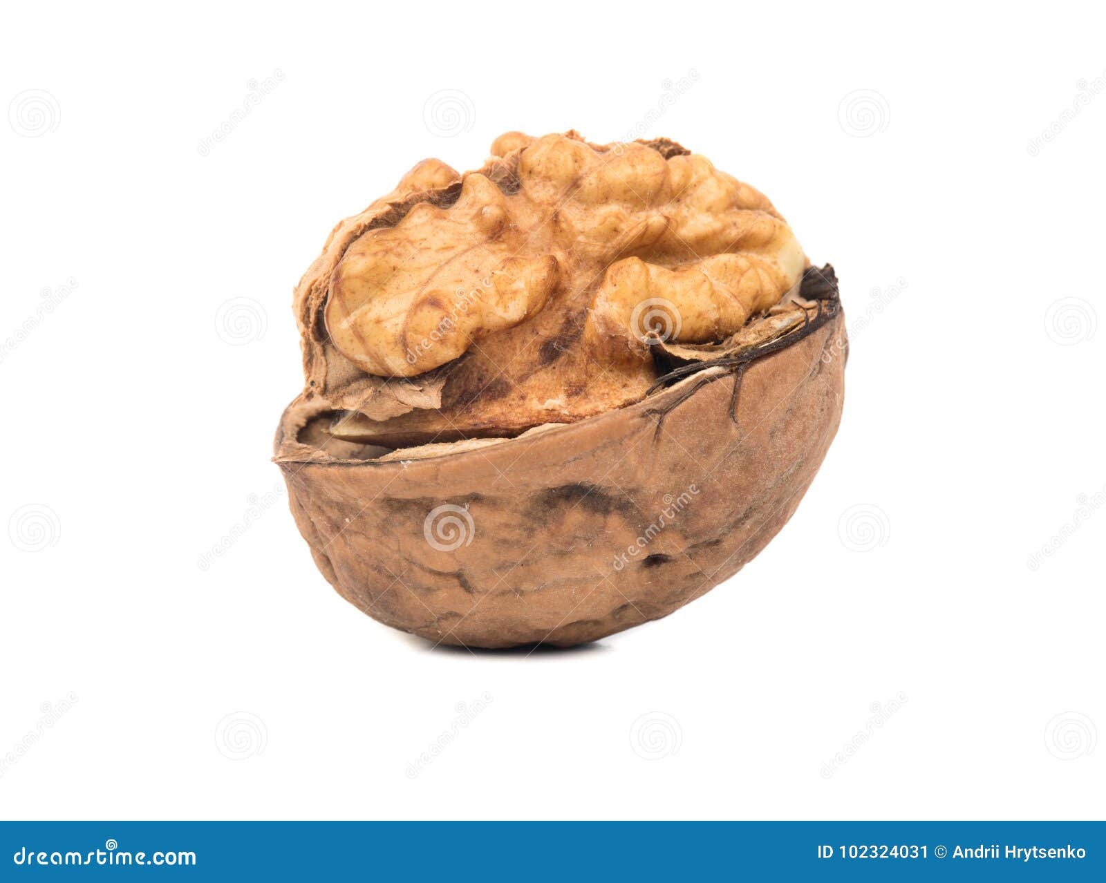 Walnut isolated stock image. Image of freshness, fresh - 102324031