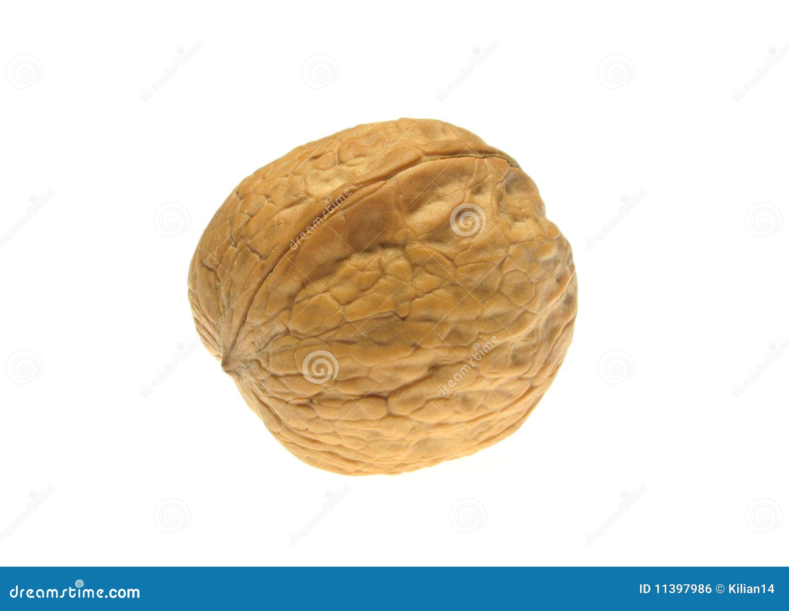 Walnut Isolated on White Background Stock Photo - Image of natural ...