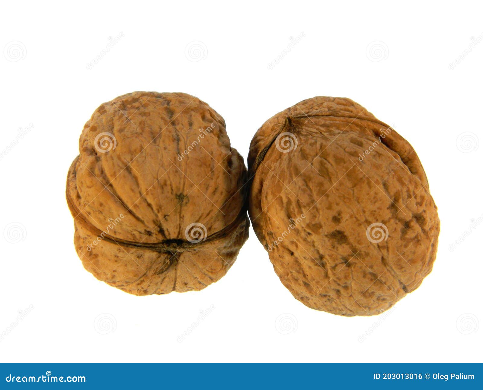 Walnut Isolated on White Background Stock Photo - Image of background ...
