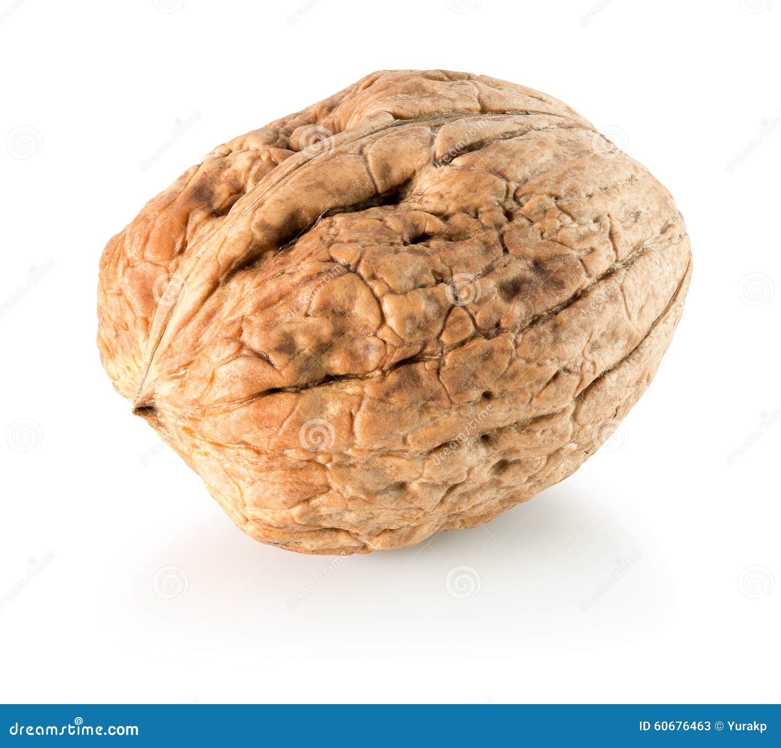 Walnut Isolated on the White Background Stock Image - Image of walnut ...