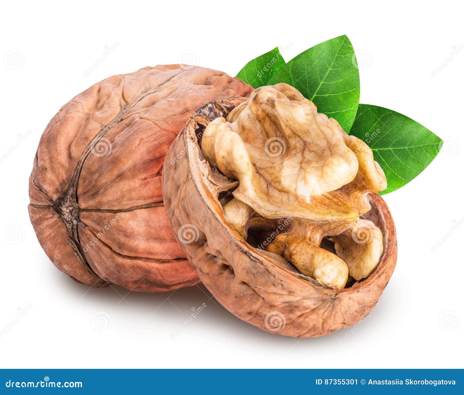 Walnut Isolated on White Background Stock Image - Image of macro, fruit ...