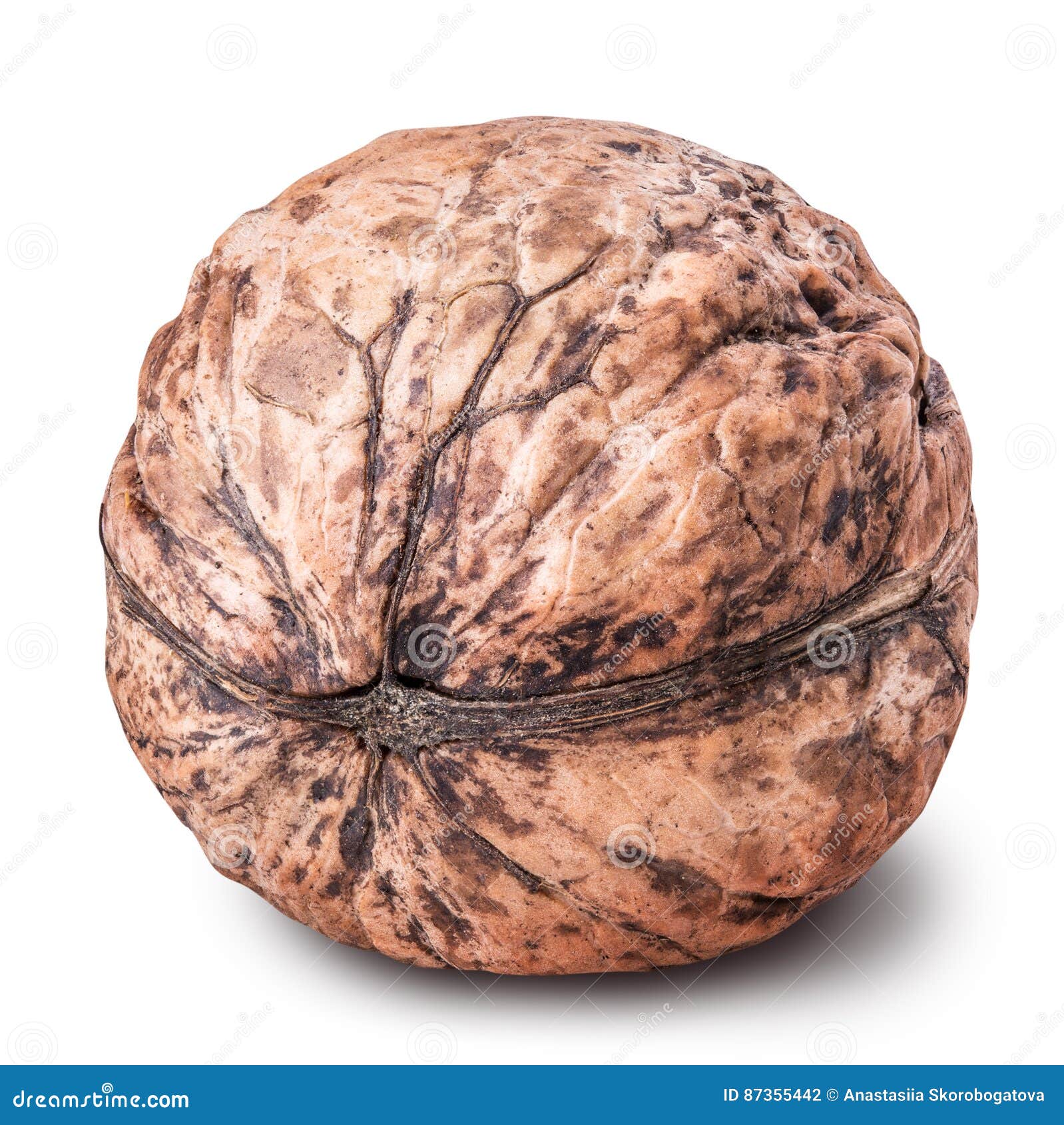 Walnut Isolated on White Background Stock Photo - Image of nutrition ...
