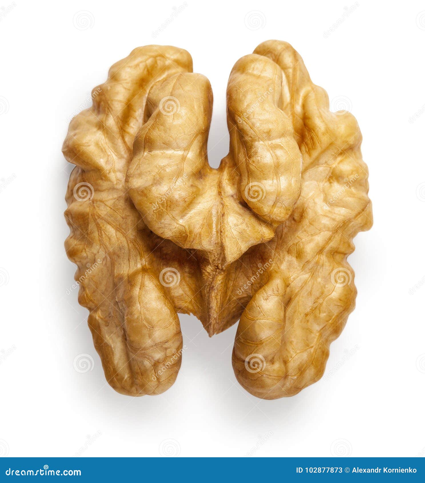Walnut isolated on white stock image. Image of single - 102877873