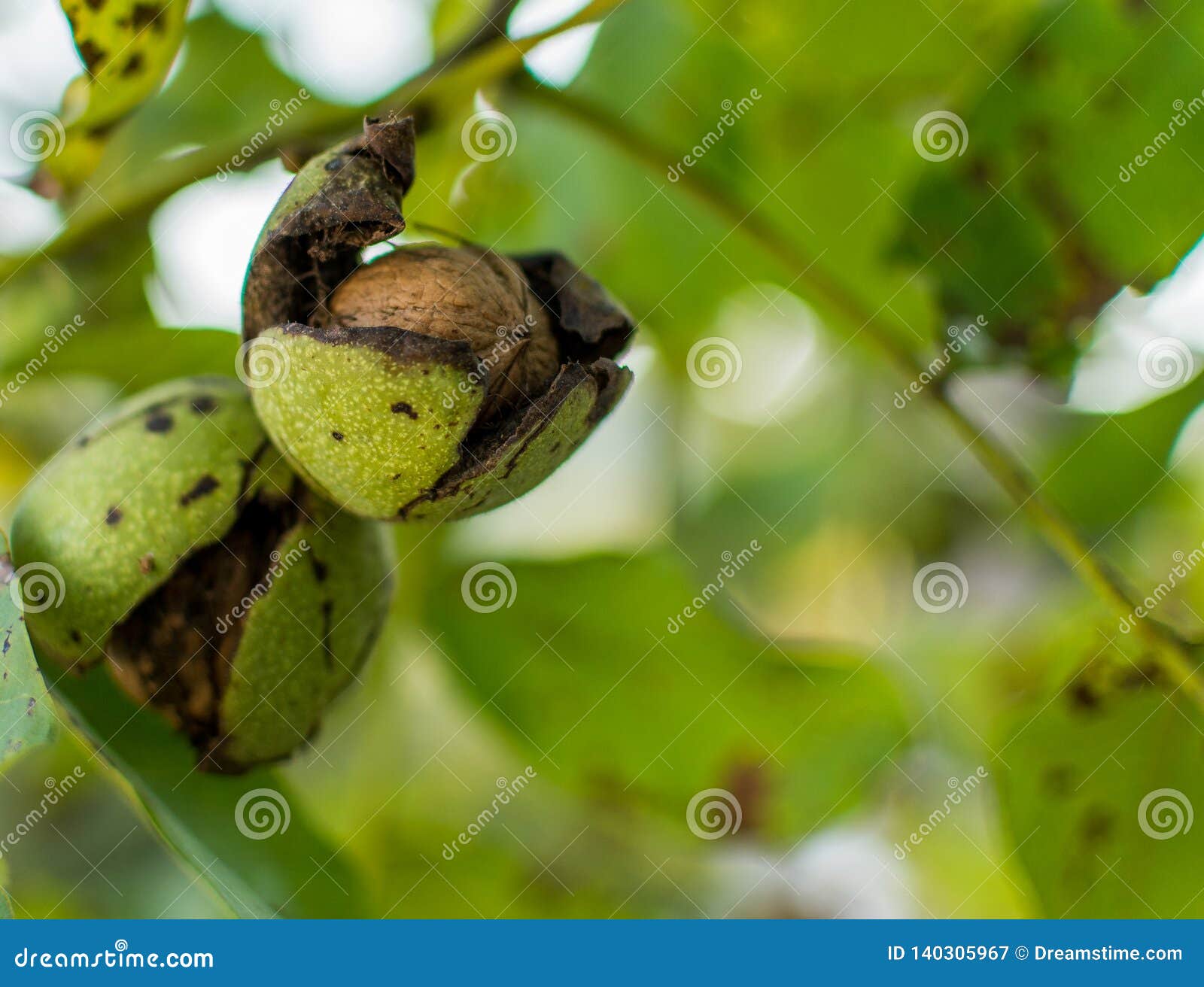 A Walnut in Its Shell on a Tree Just Ripe Stock Image - Image of ...