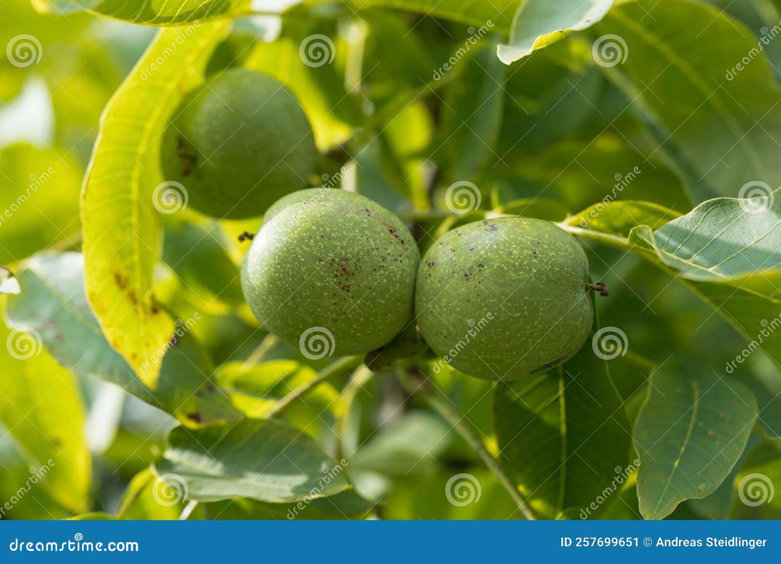 Walnut juglans regia stock image. Image of brown, health - 257699651