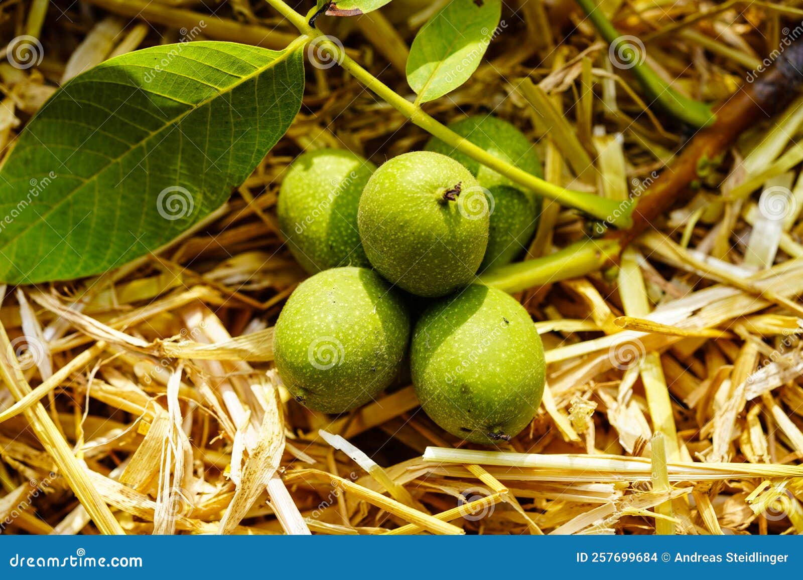 Walnut juglans regia stock photo. Image of leaf, kernel - 257699684