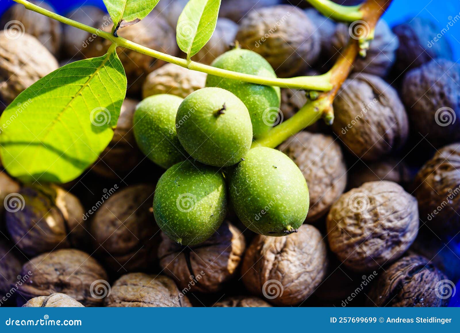 Walnut juglans regia stock image. Image of natural, cracker - 257699699