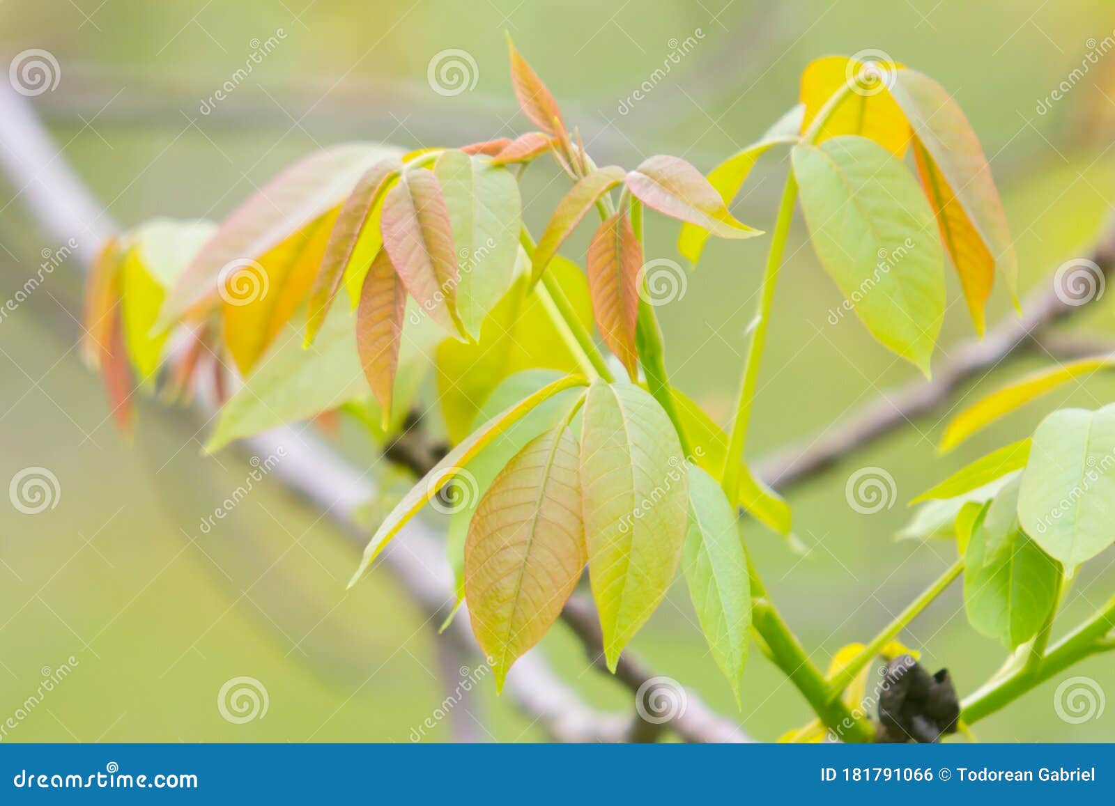 Walnut Juglans Regia Sprout With First Leaves At Spring Stock Photo ...