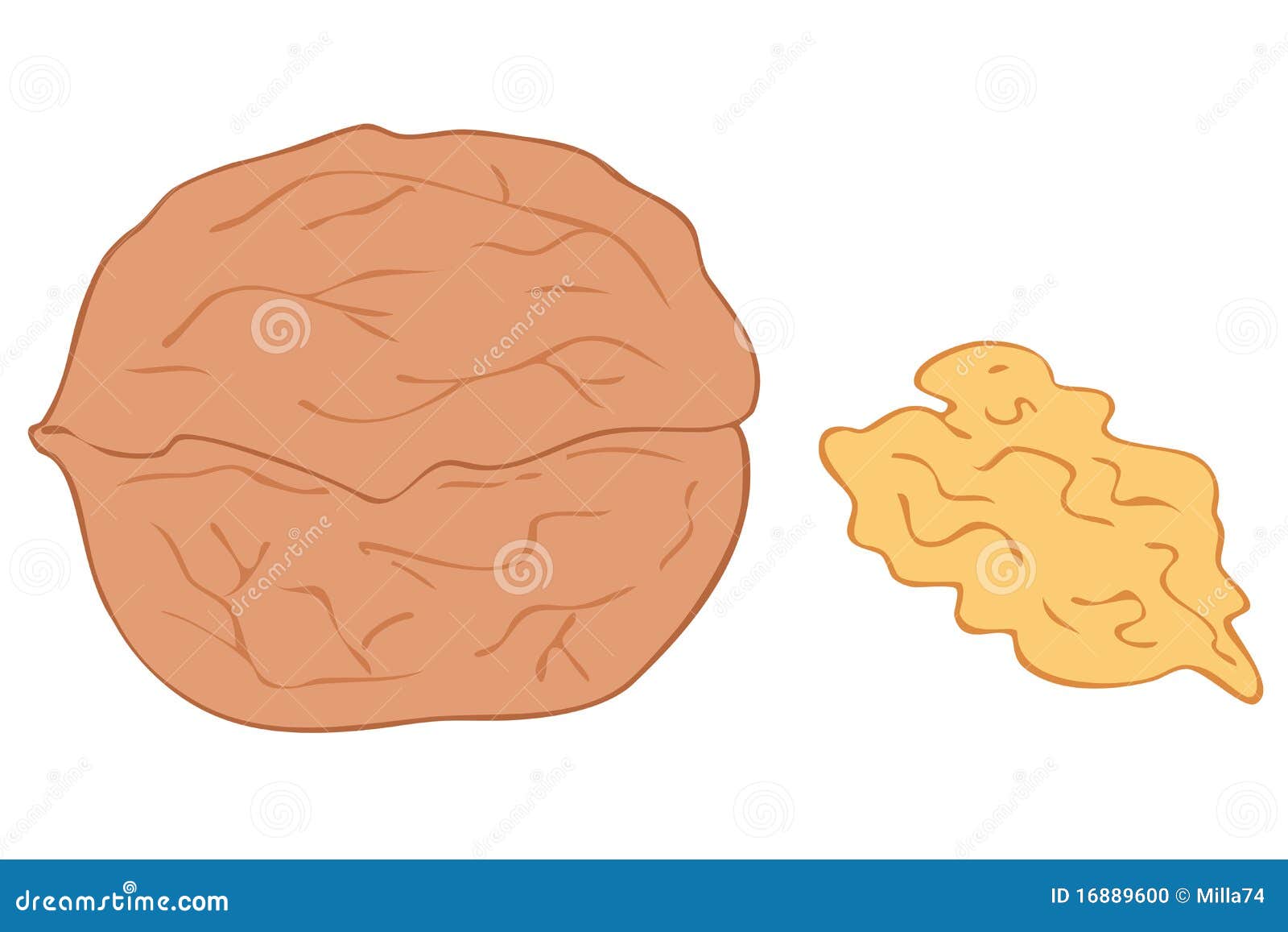 Walnut and kernel. stock vector. Illustration of nutrition - 16889600