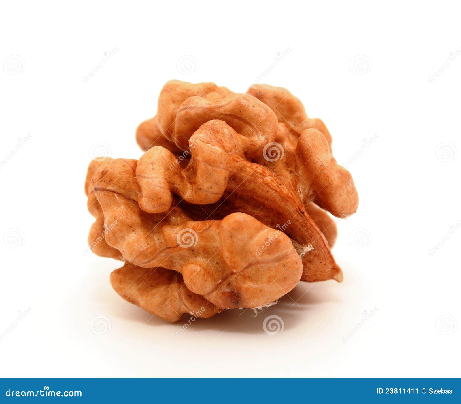 Walnut Kernel stock image. Image of background, food - 23811411