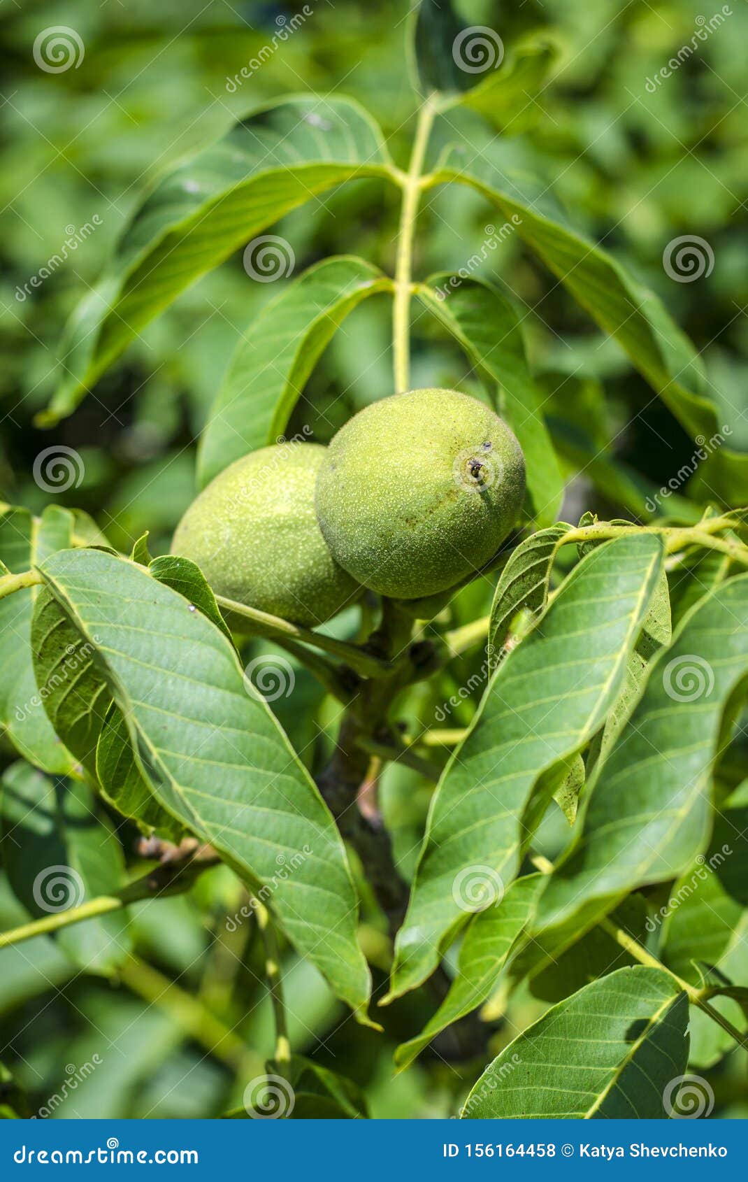 Walnut kernel on a tree stock photo. Image of natural - 156164458